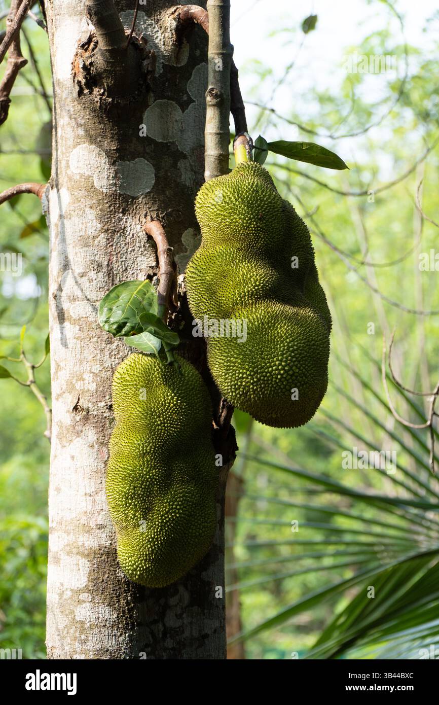 Jackfruit australia hi-res stock photography and images - Alamy
