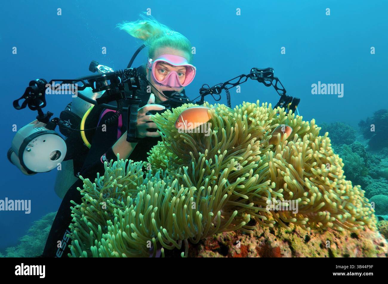 Oct. 15, 2014 - Bohol Sea, Philippines - Woman diver photographs pink ...
