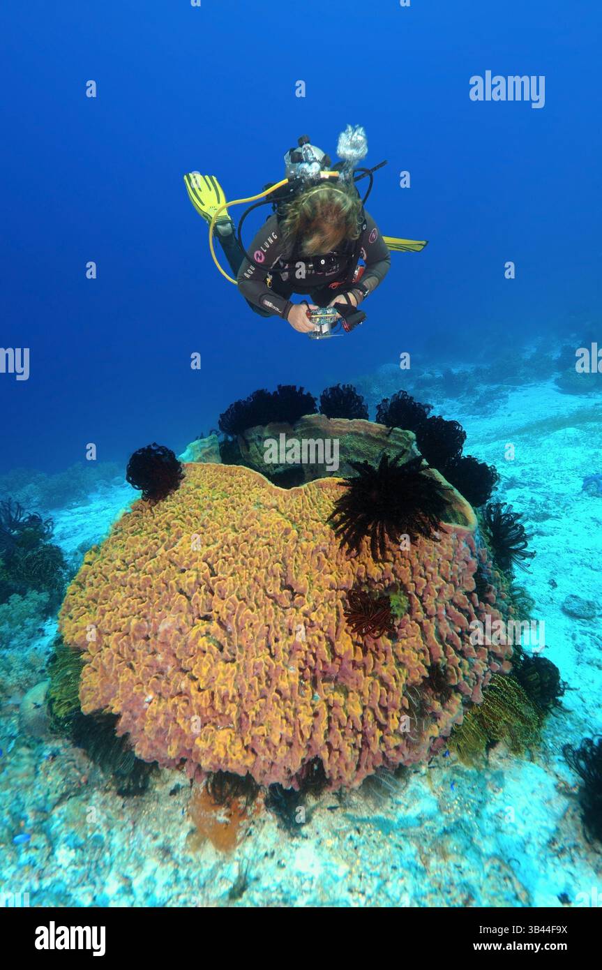 Oct. 15, 2014 - Bohol Sea, Philippines - Diver photographing a Giant ...