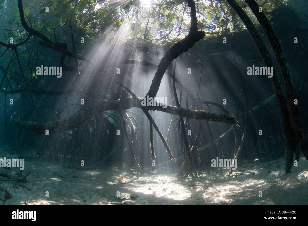 Beams of bright light filter into a shadowed mangrove forest in Misool ...