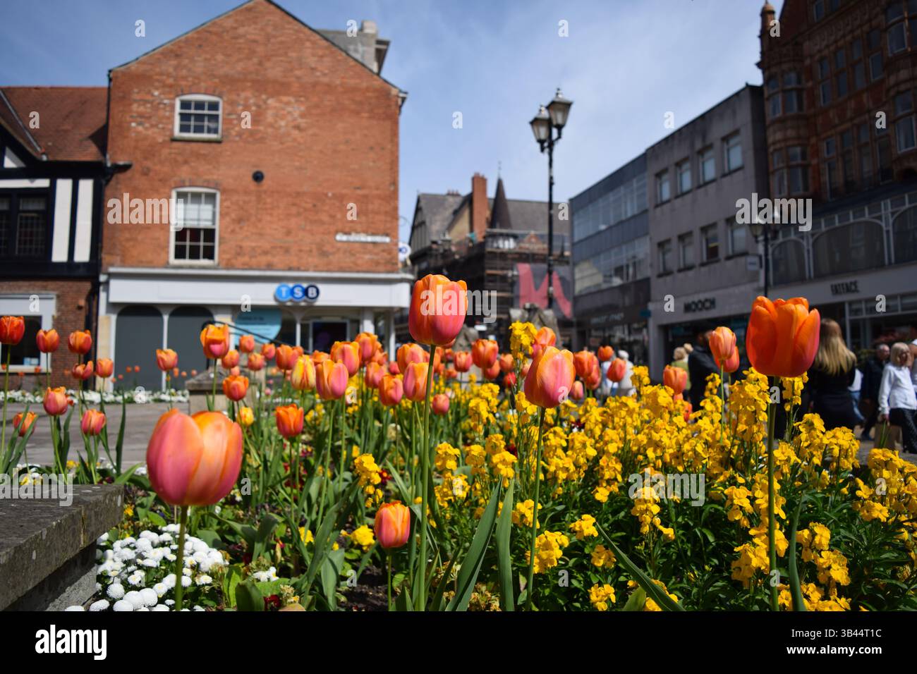 Tulips along Lincoln High Street uk Stock Photo - Alamy