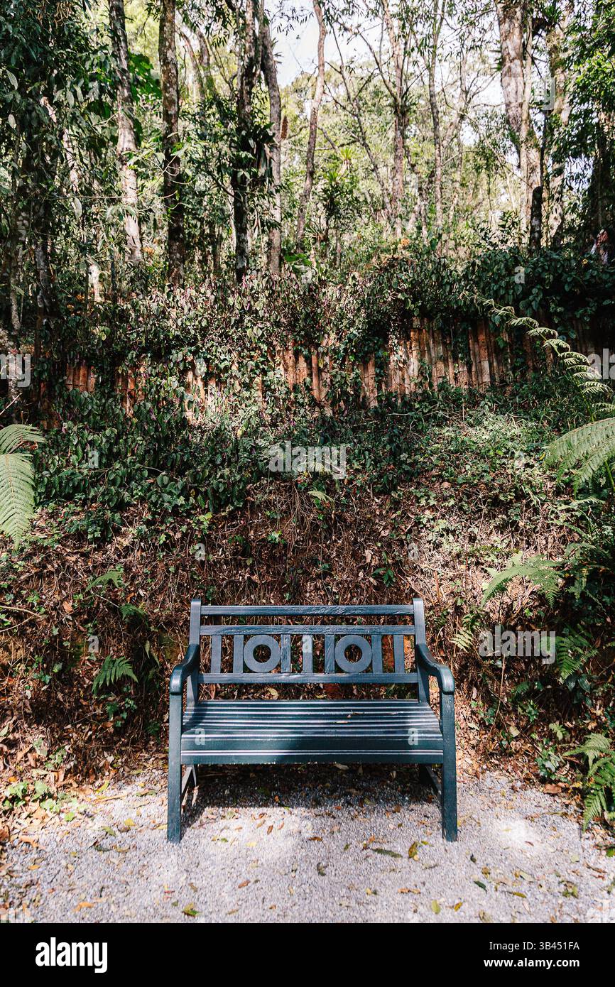 Empty bench in forest park surrounded by lush greenery and natural ...