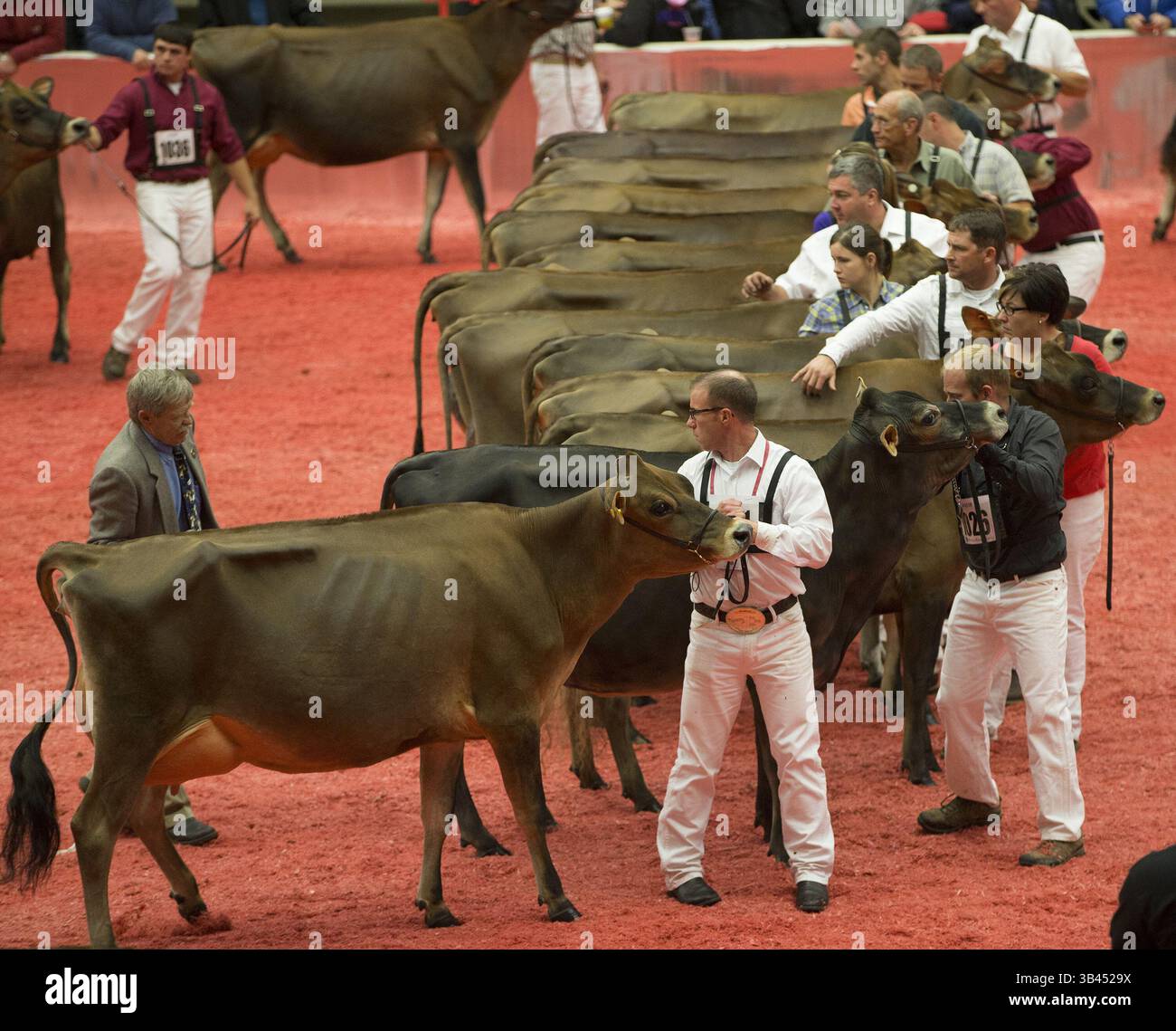 World dairy expo cows hi-res stock photography and images - Alamy