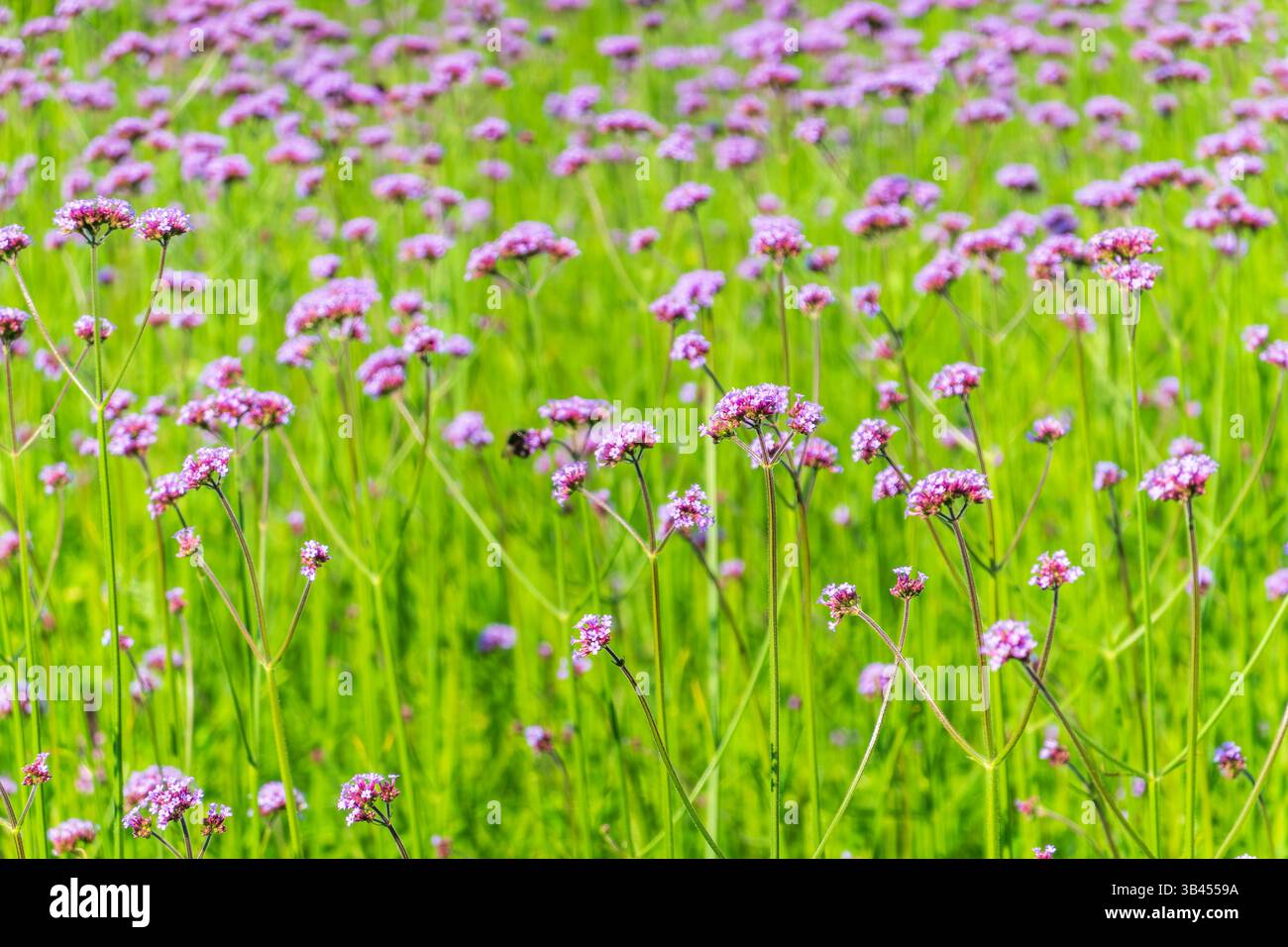 Verbena bonariensis flowers, Argentinian Vervain or Purpletop Vervain ...