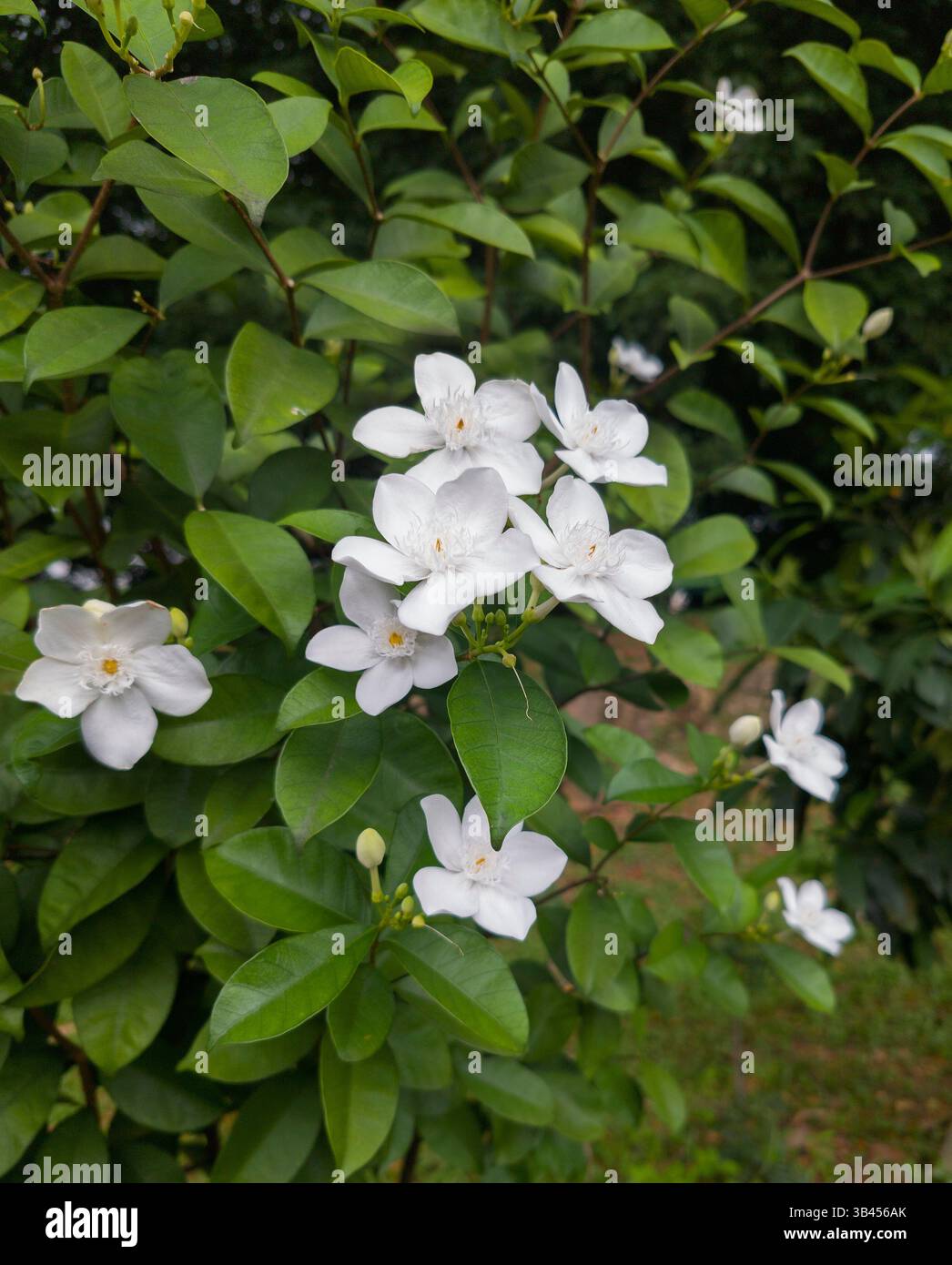 Kutaja hi-res stock photography and images - Alamy