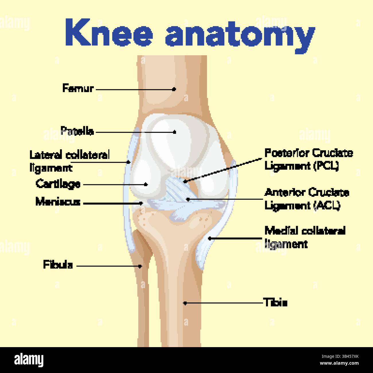 Vector illustration of knee anatomy with labeled parts. Clear ...
