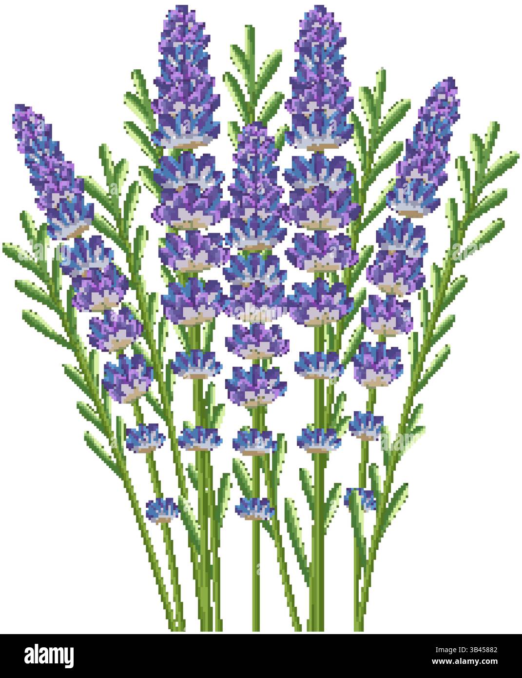 Detailed vector illustration of lavender flowers with vibrant purple ...