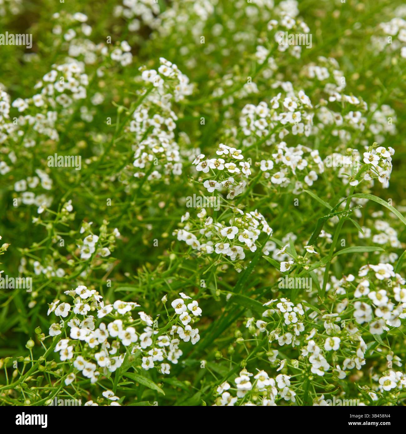 Dense cluster delicate white flowers hi-res stock photography and ...