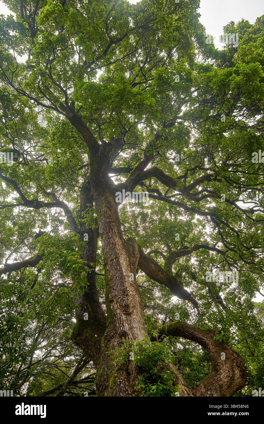 Looking through thick canopy hi-res stock photography and images - Alamy