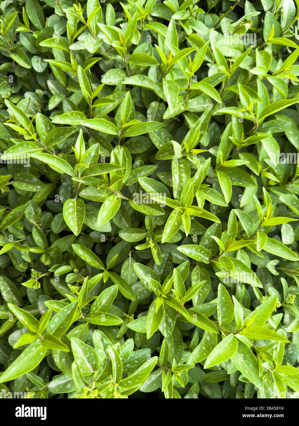 Green small leaves on a bush in a vertical format Stock Photo - Alamy