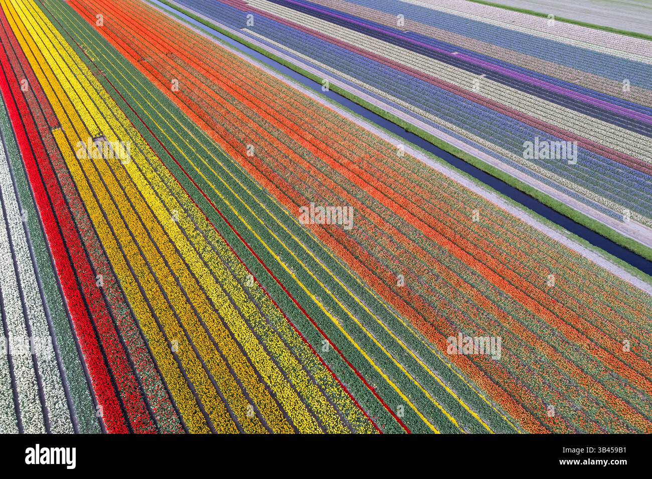 Aerial view of pattern of colorful Tulip fields during spring time in ...