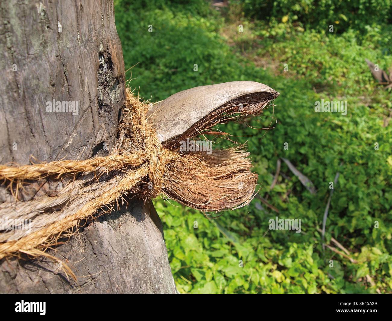 Step tree hi-res stock photography and images - Alamy