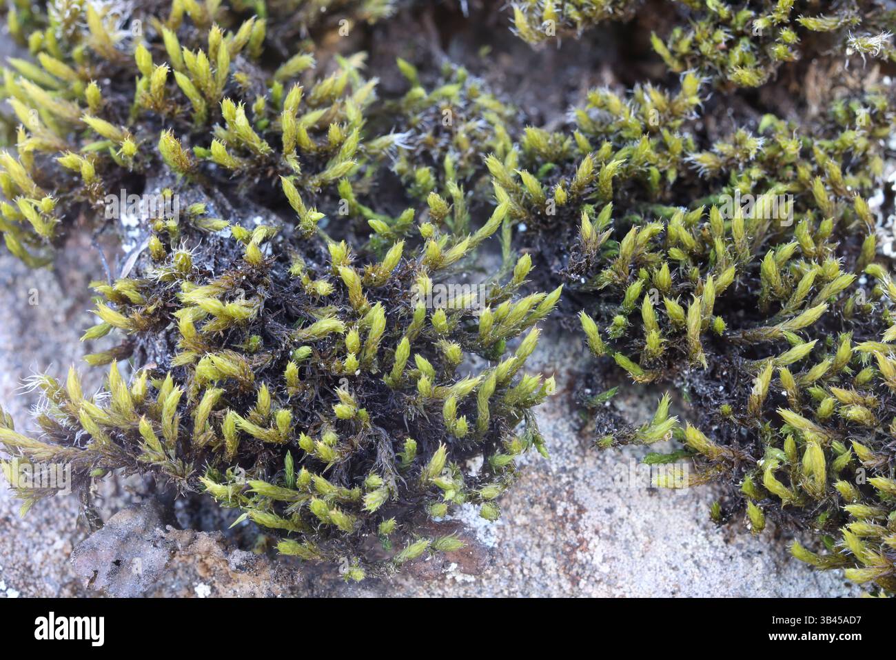 Kollegramose hi-res stock photography and images - Alamy