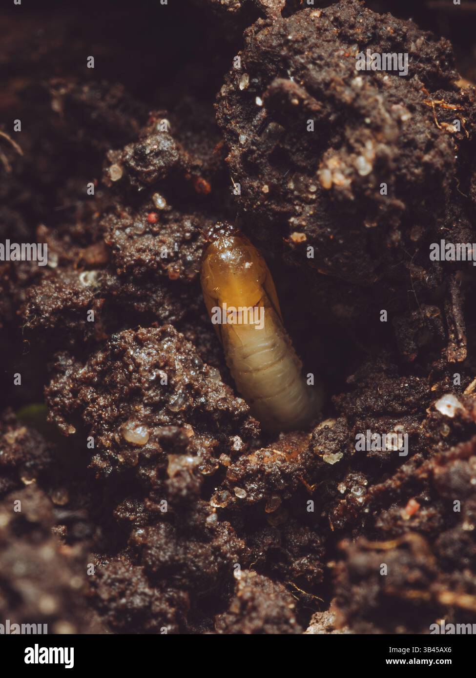 A close-up of a beetle larvae living in soil Stock Photo - Alamy
