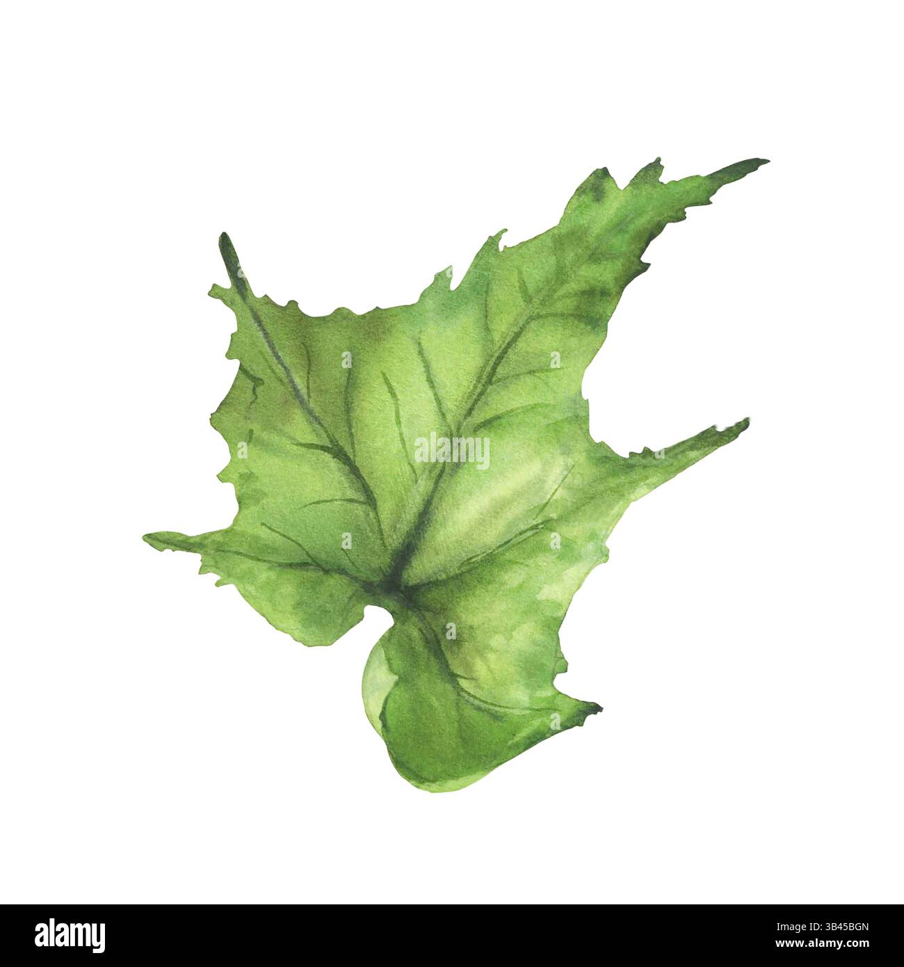 Watercolor Cucumber green leaf. Botanical vegetable farm plant ...
