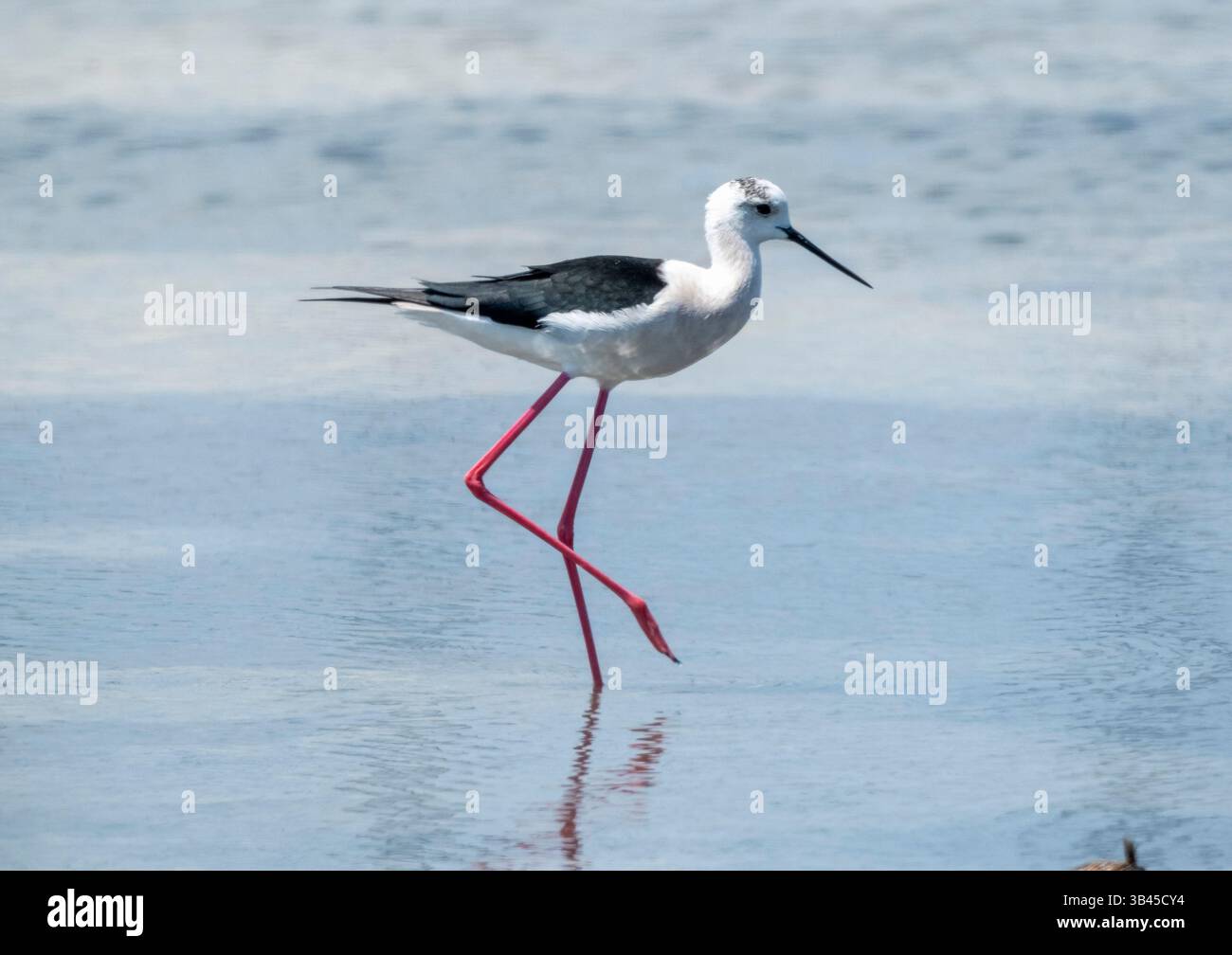 Black Winged Stilt (Himantopus himantopus) wading in a pool at Akrotiri ...