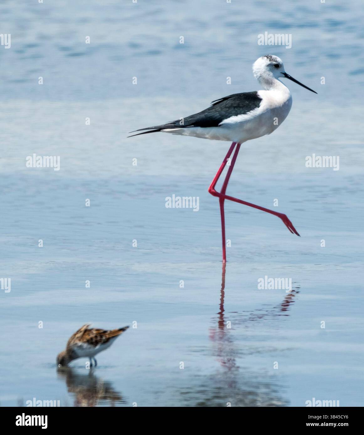 Black Winged Stilt (Himantopus himantopus) wading in a pool at Akrotiri ...