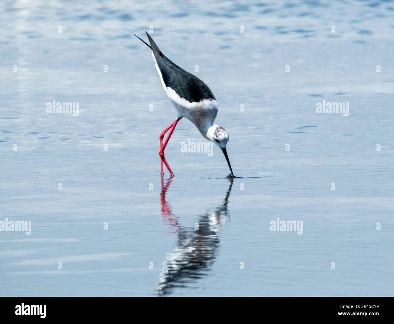 Black Winged Stilt (Himantopus himantopus) wading in a pool at Akrotiri ...
