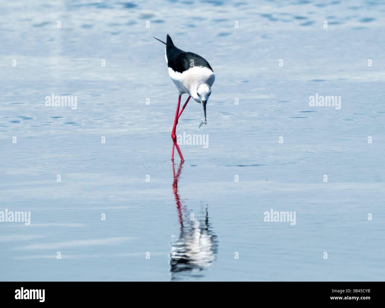 Black Winged Stilt (Himantopus himantopus) wading in a pool at Akrotiri ...
