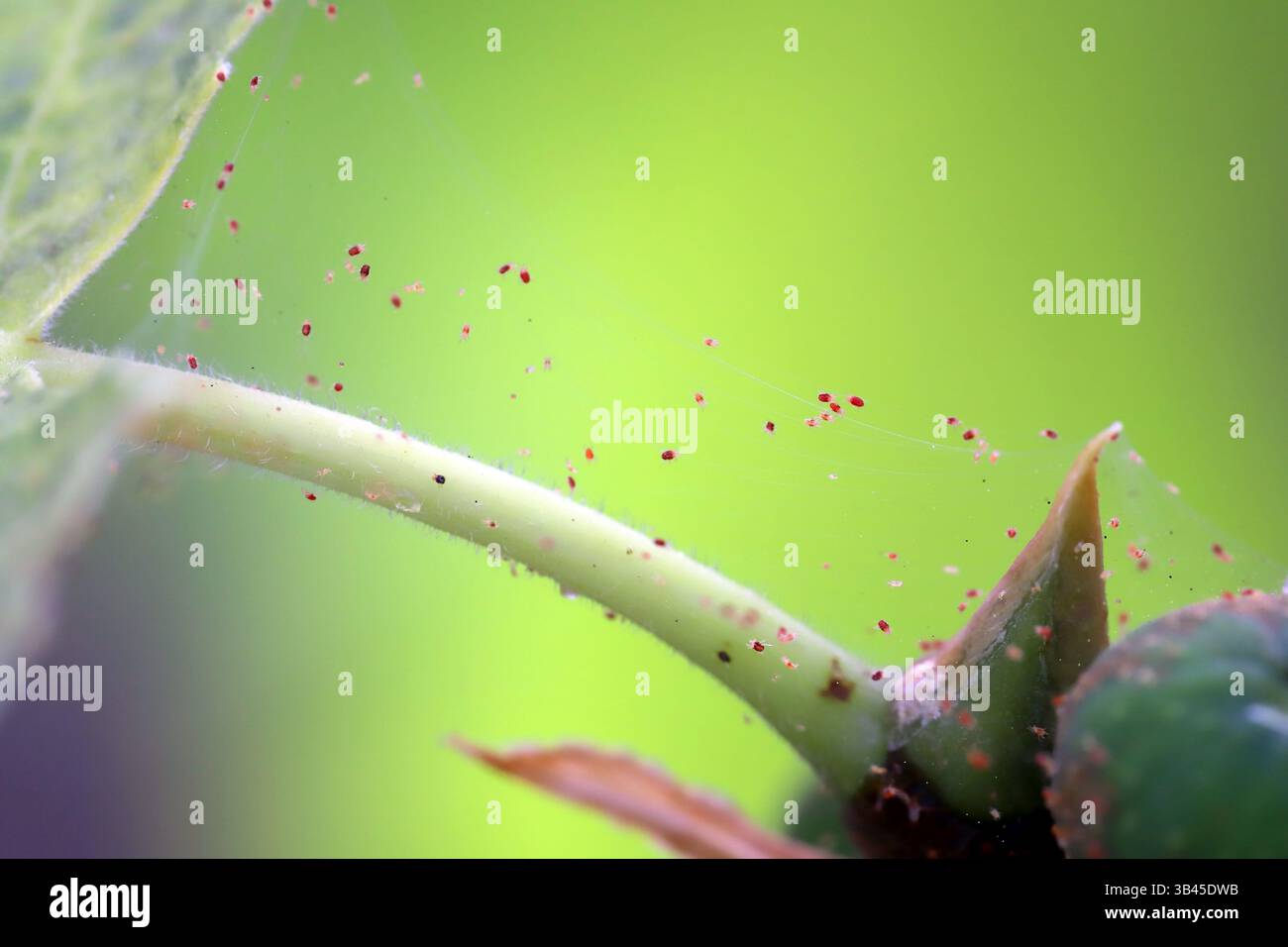 Red Spider Mites, Tetranychus ulmi. Colony on plant Stock Photo - Alamy