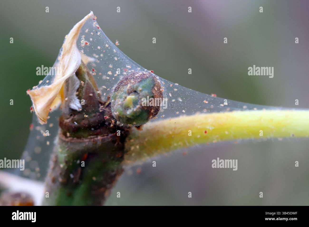 Potted plant shoot showing severe signs of red spider infestation ...