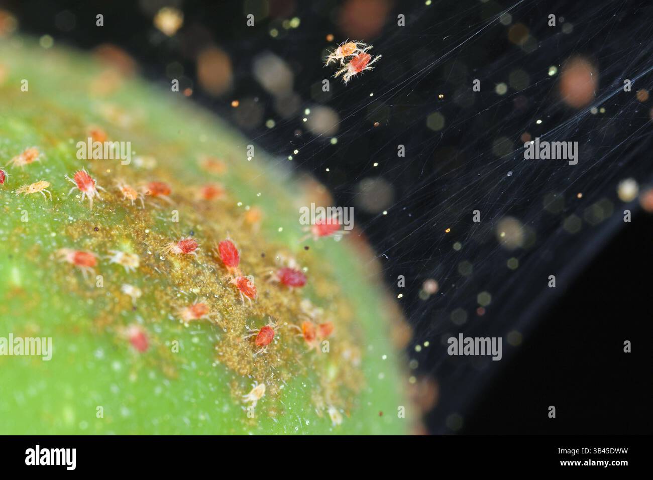 Tetranychus urticae (common names include red spider mite and two ...