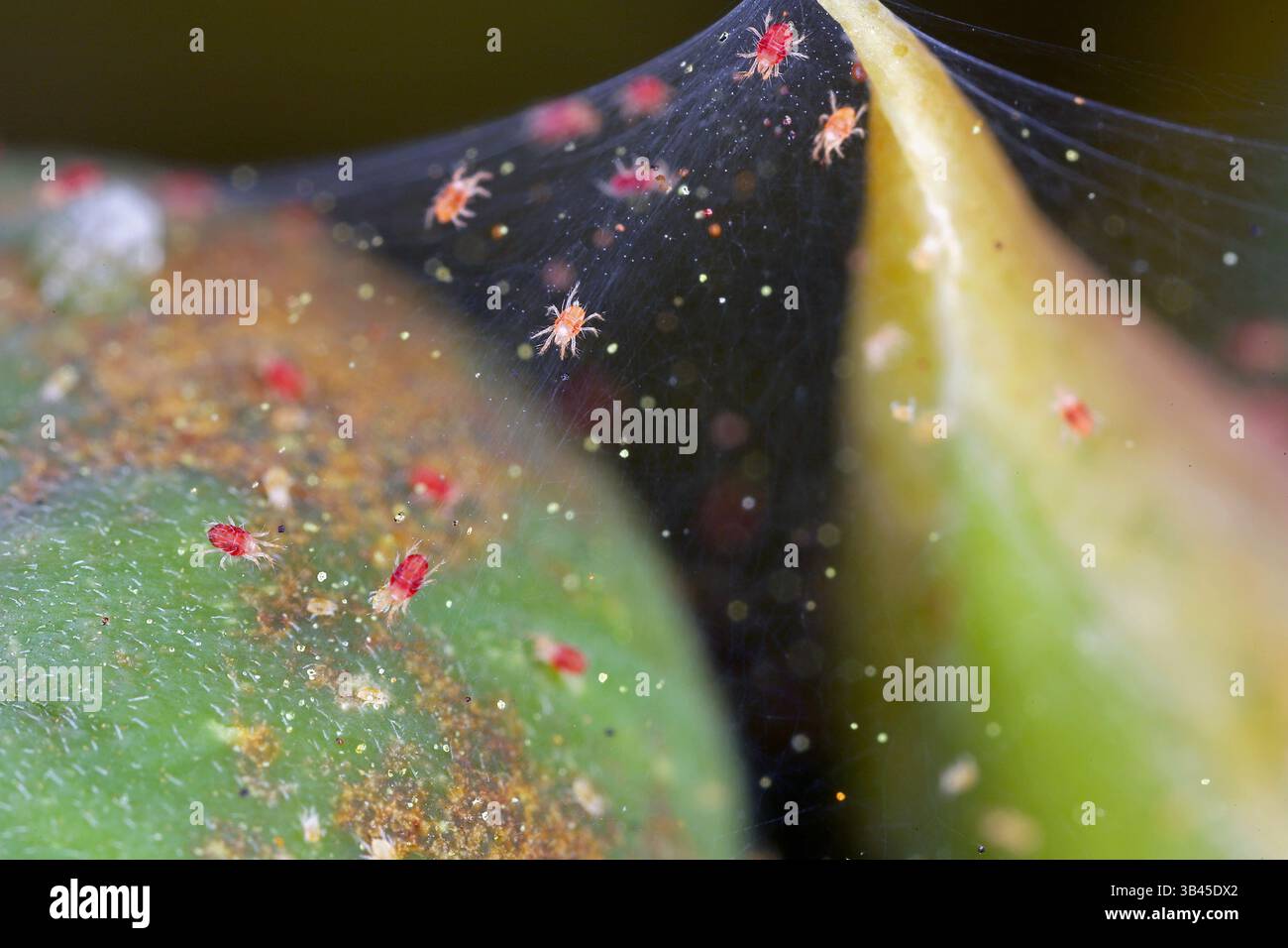 Tetranychus urticae. Infestation of Red Spider Mite showing leaf damage ...
