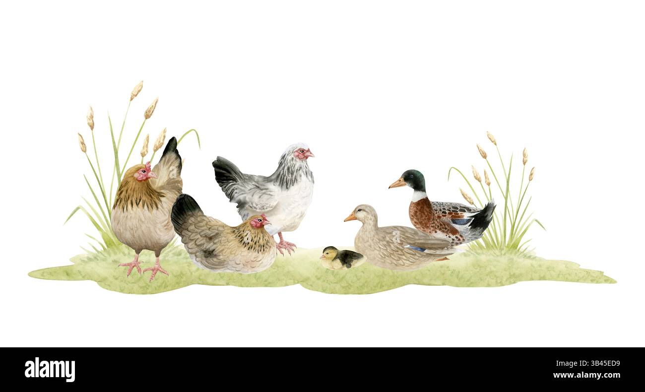 Chickens and ducks grazing on grass horizontal watercolor illustration ...