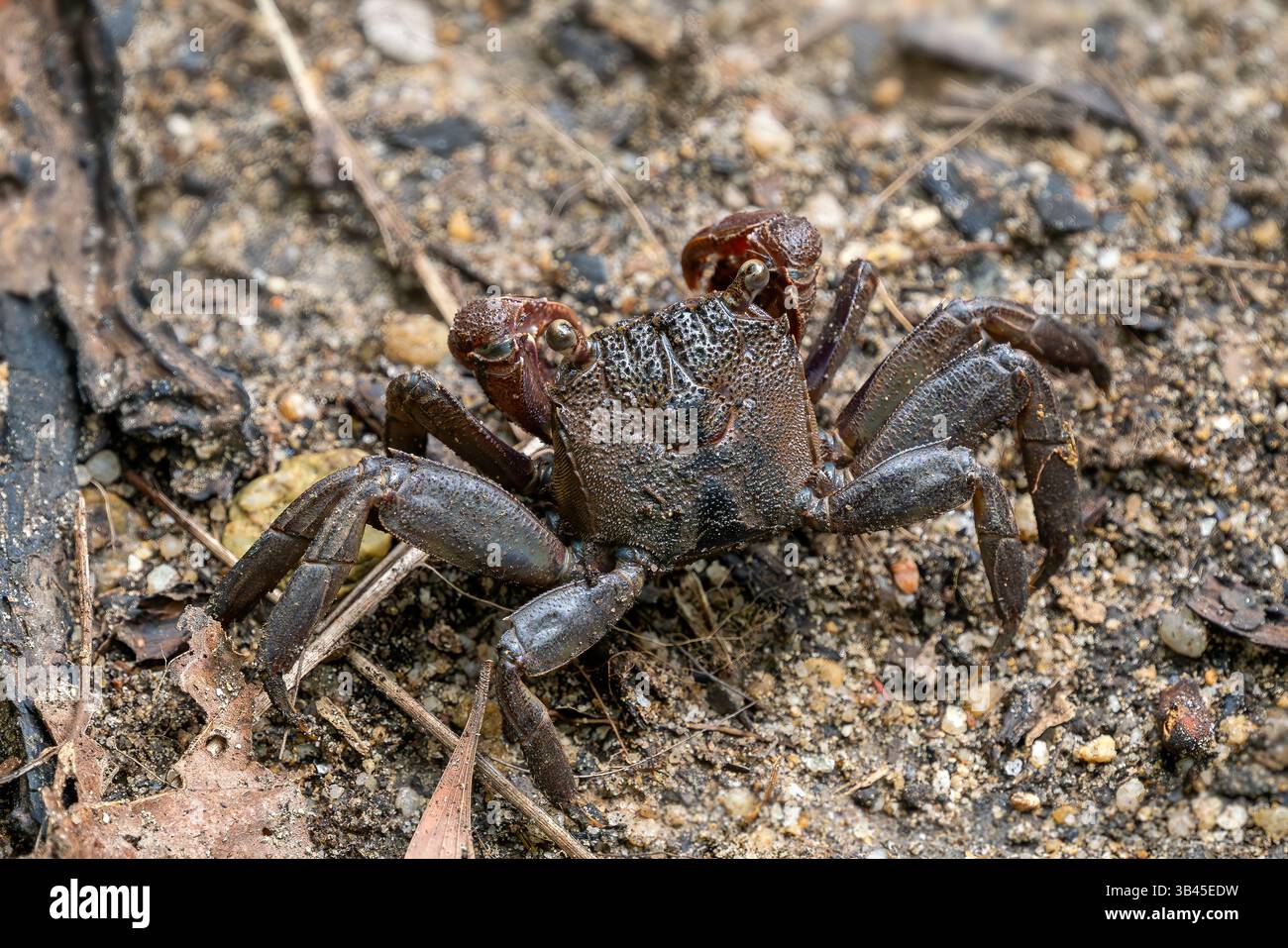 Singapore Vinegar Crab - Episesarma singaporense, beautiful red legged ...