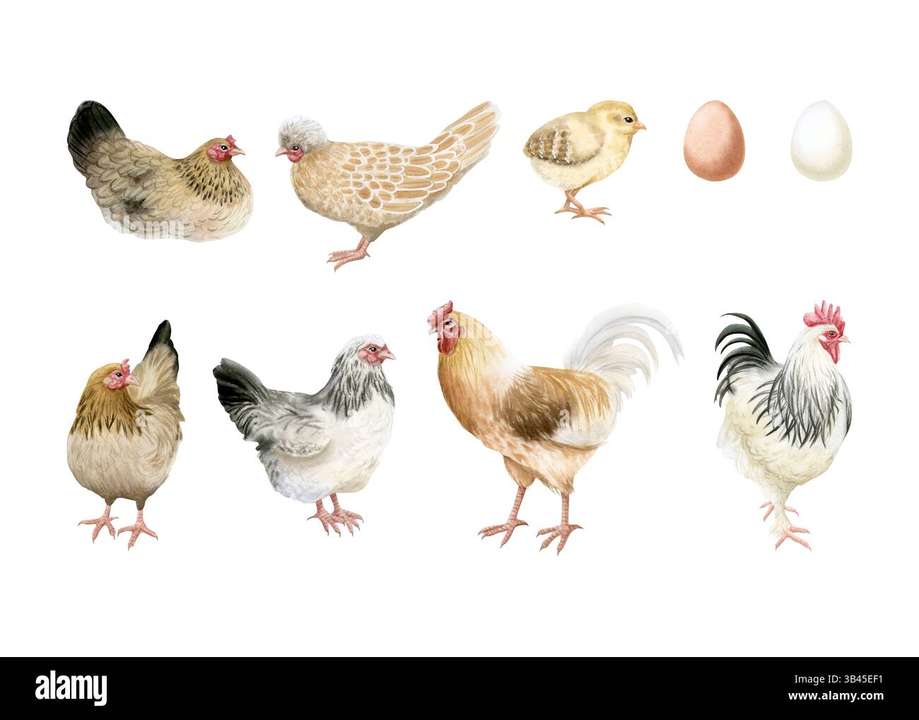 Hens and roosters with baby chicken and eggs watercolor illustration ...