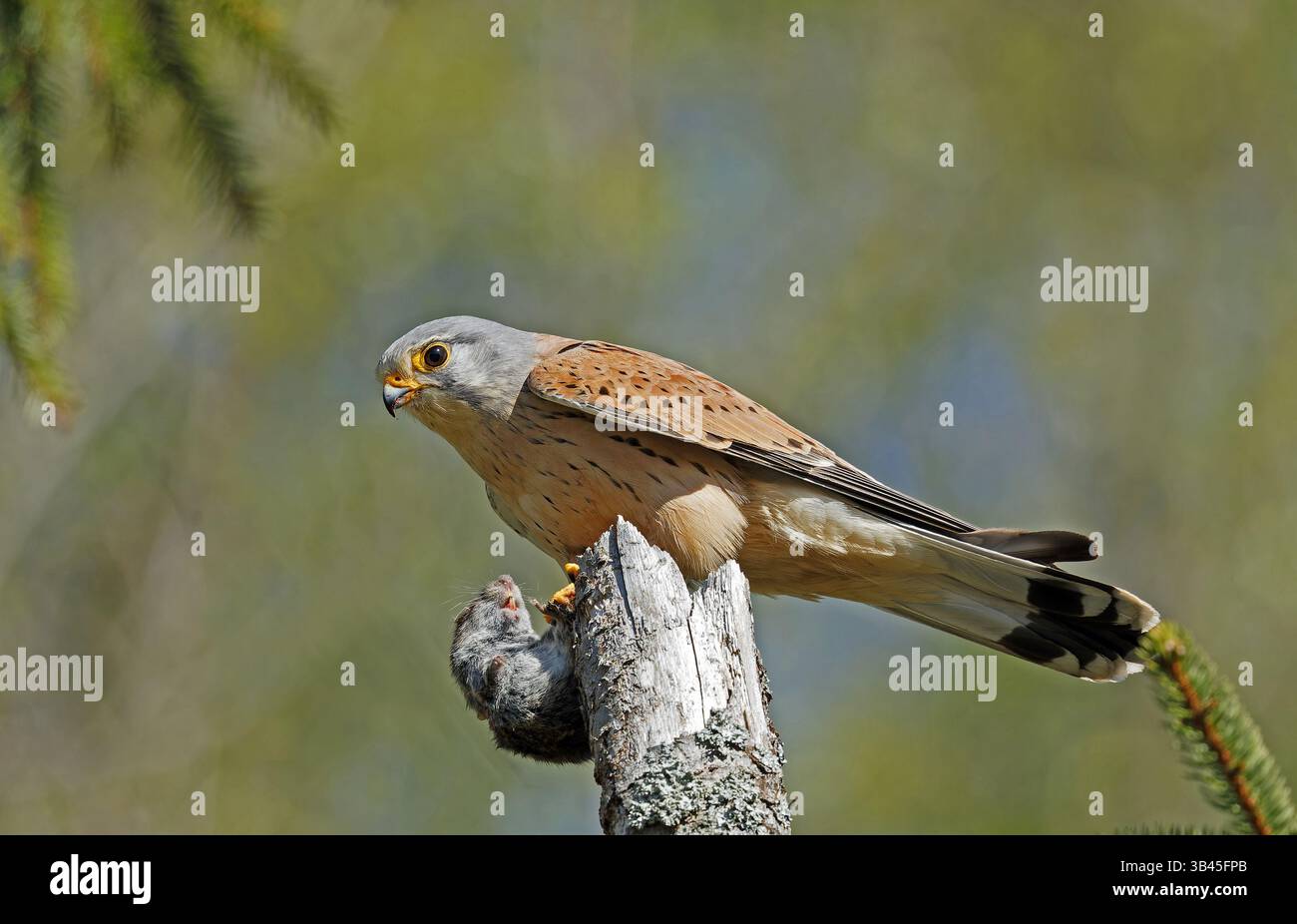 Vole birds hi-res stock photography and images - Alamy