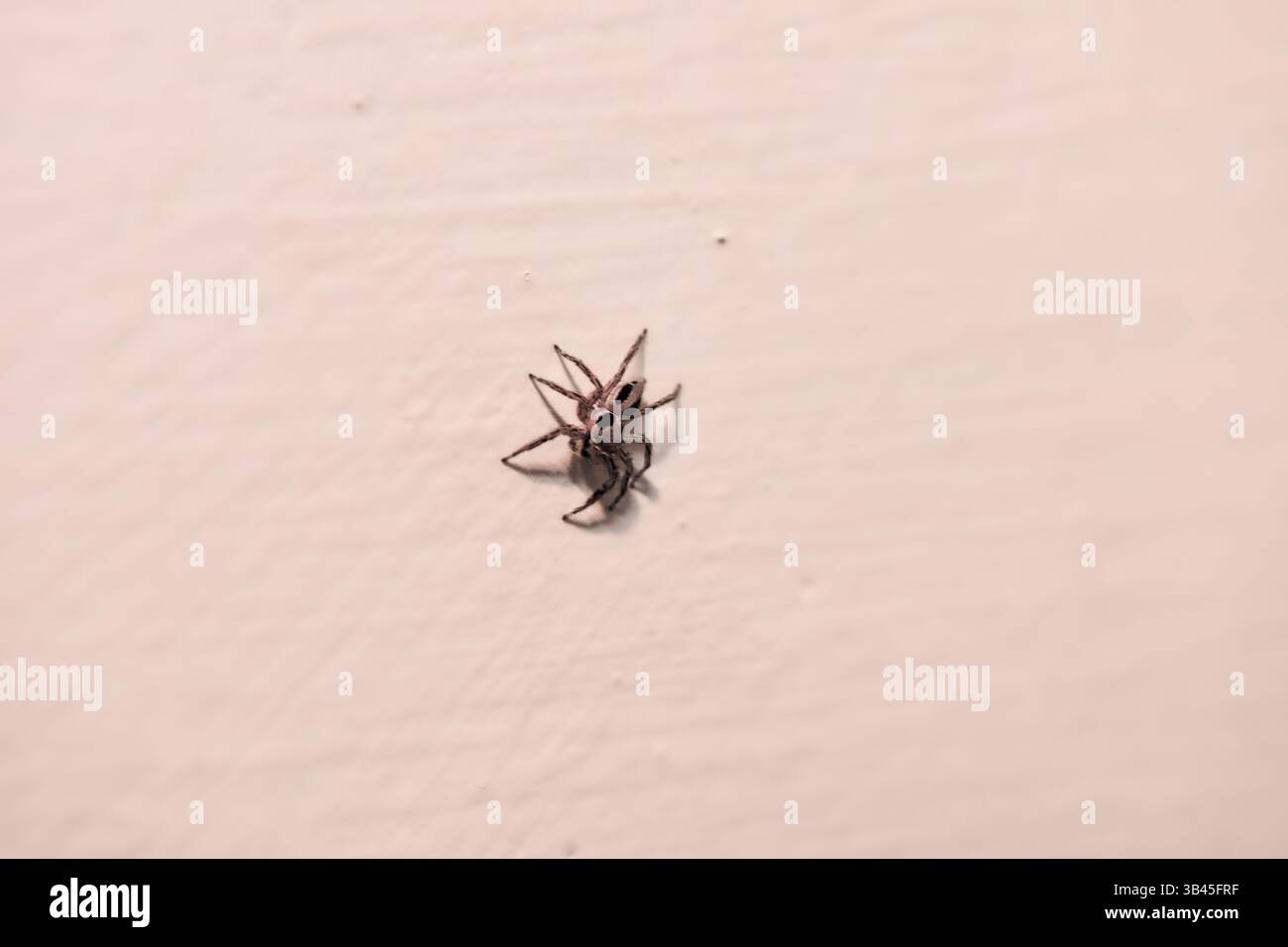 A tiny spider moves across a smooth, pale wall in a home interior ...