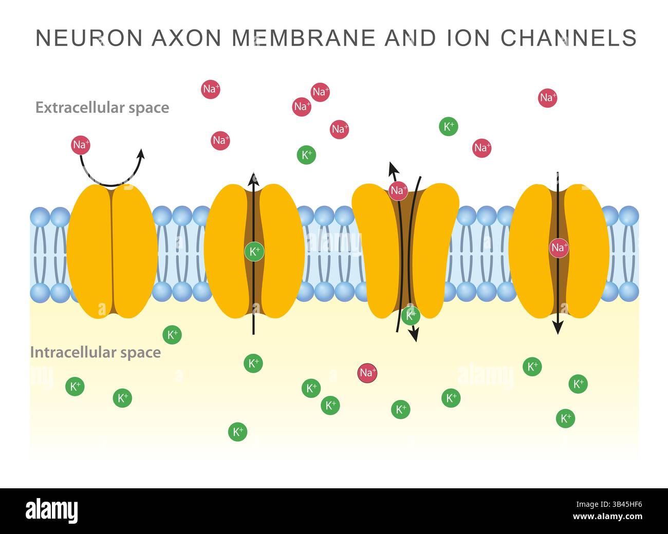 Potassium Ion Neuron