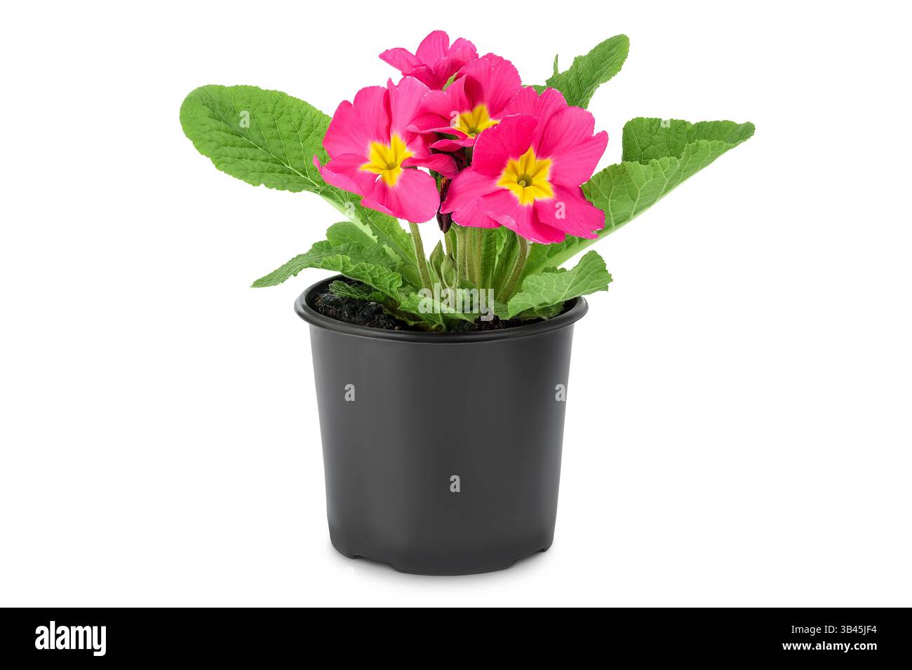 pink primrose in black pot isolated on white background Stock Photo - Alamy
