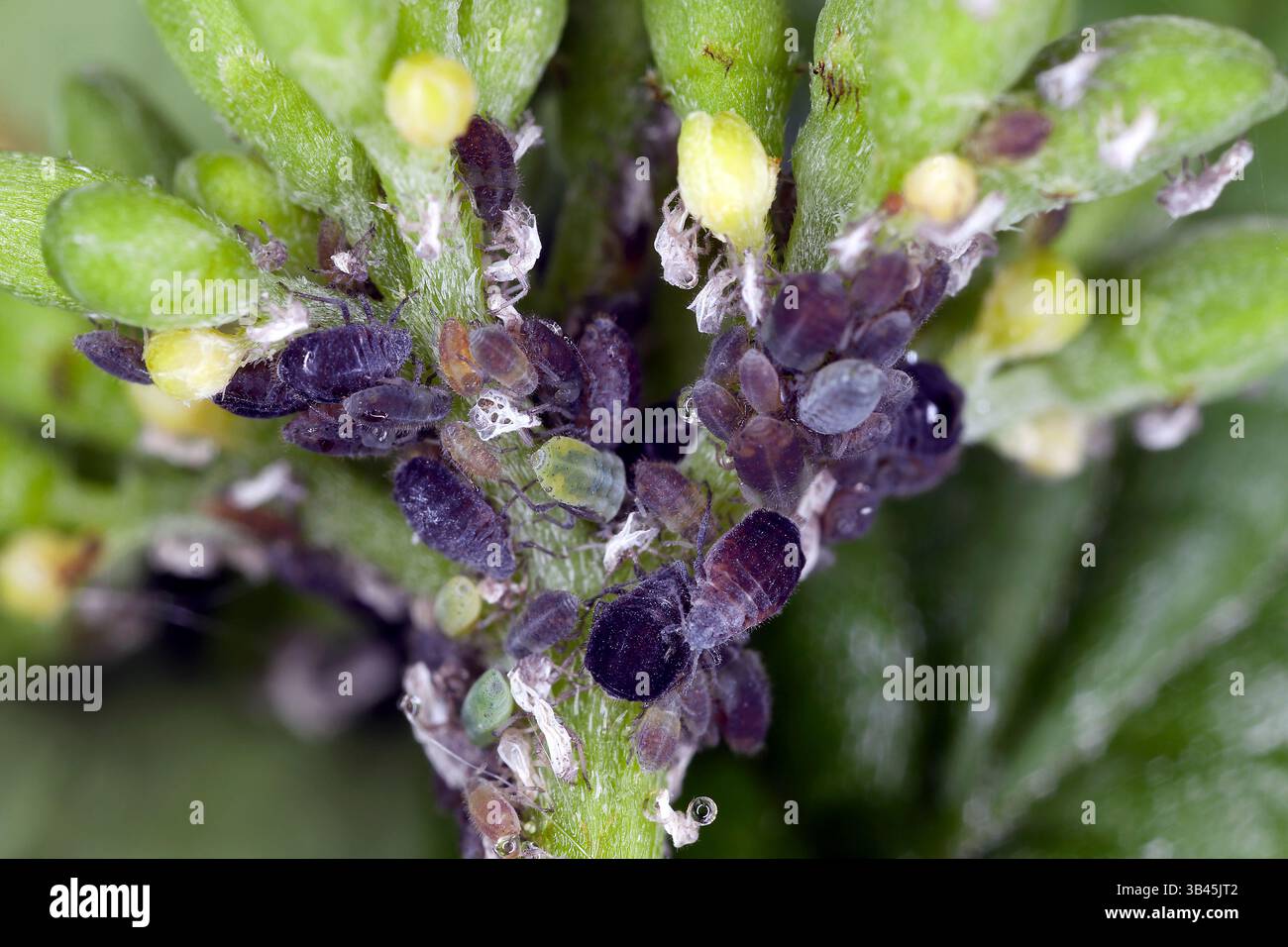 Dogwood, rosebay willowherb aphid, Aphis salicariae, colony on bush ...