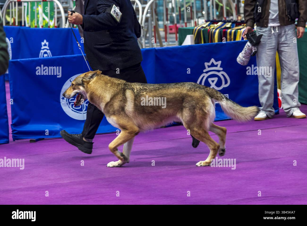 The 2025 CKU All-Breed Championship Dog Show is held in Jilin City, northeast China's Jilin ...