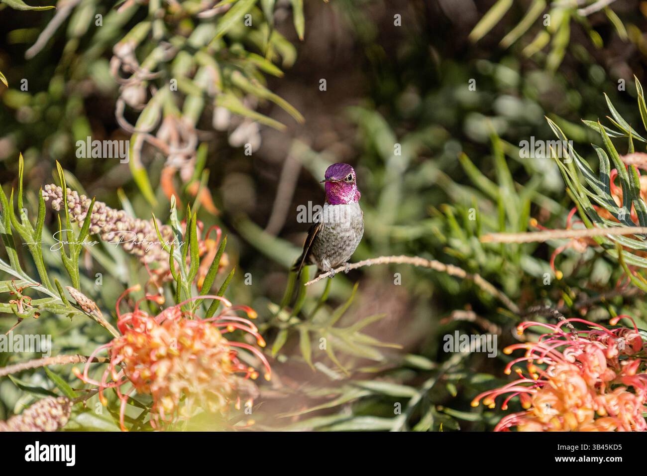 Hummingbirds Feeding The Nectar Of Flowers A hummingbird rest on a ...