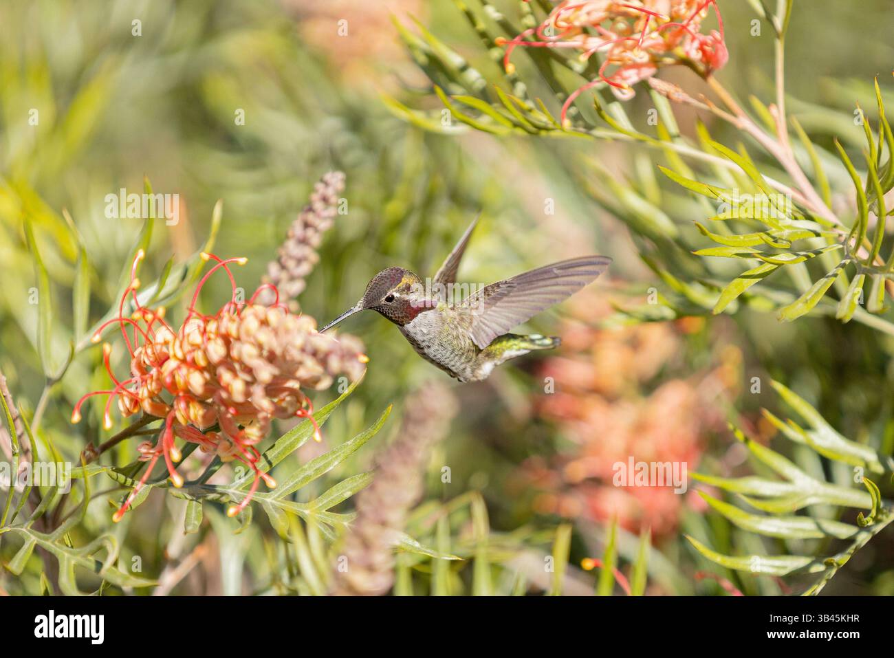 Hummingbirds Feeding The Nectar Of Flowers A hummingbird flying while ...