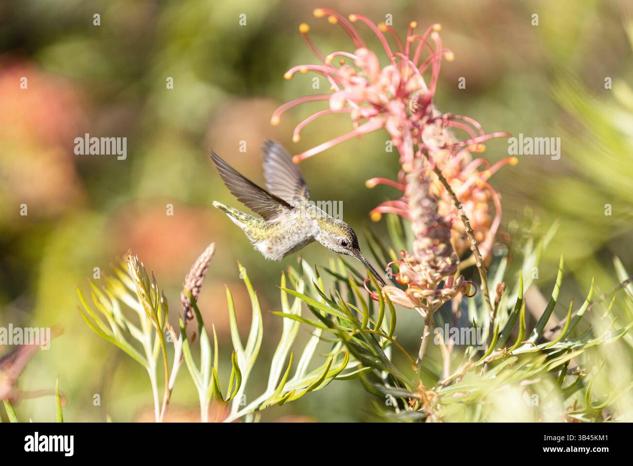 Hummingbirds Feeding The Nectar Of Flowers A hummingbird flying while ...