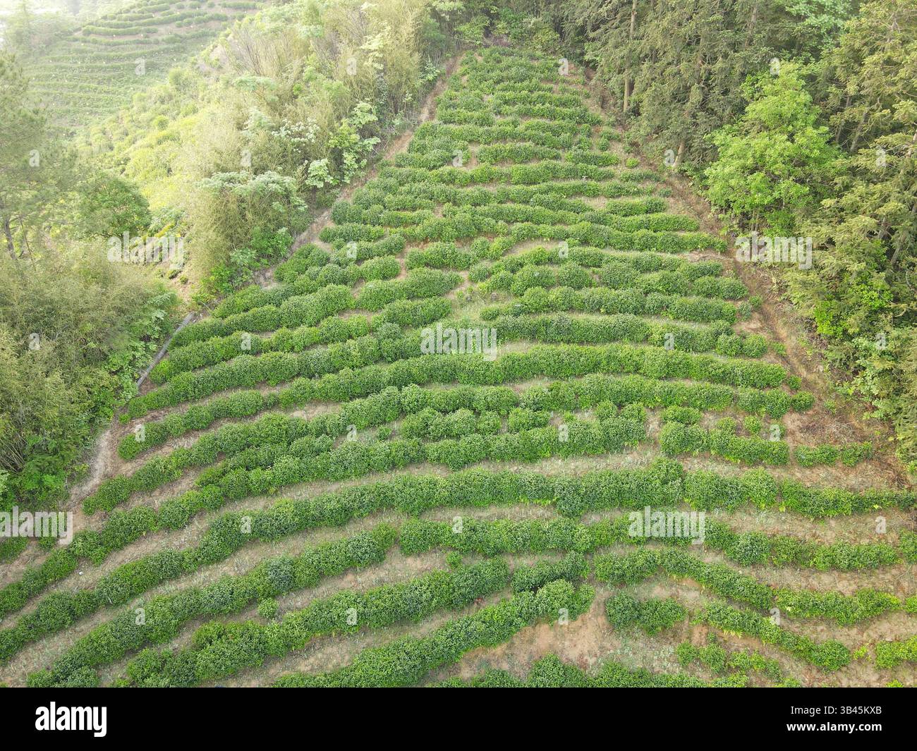 Aerial photo shows the spring scenery of a tea garden in Huangshan City ...