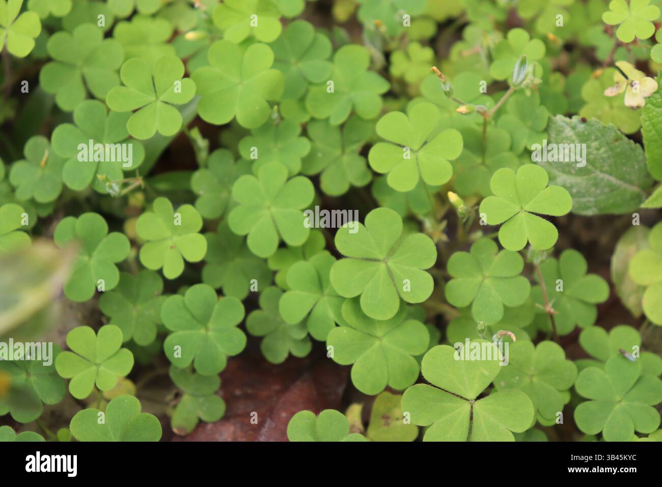 Cluster of shamrock hi-res stock photography and images - Alamy