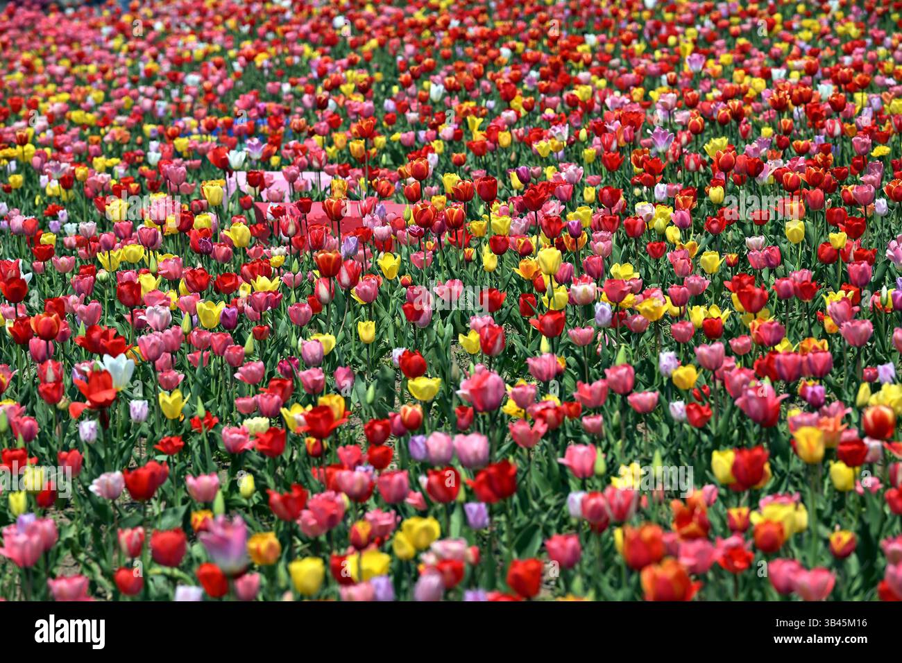 The 9th Beiling Park Huazhao Festival kicks off in Shenyang City ...