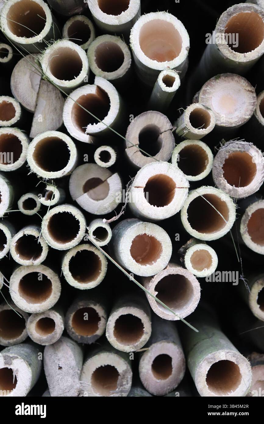 Overhead close-up displays numerous bamboo sections and stalks bundled ...