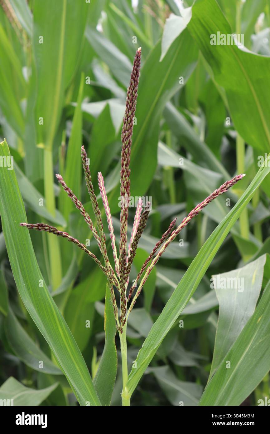 Detailed view showcases a corn plant with its green leaves and emerging ...