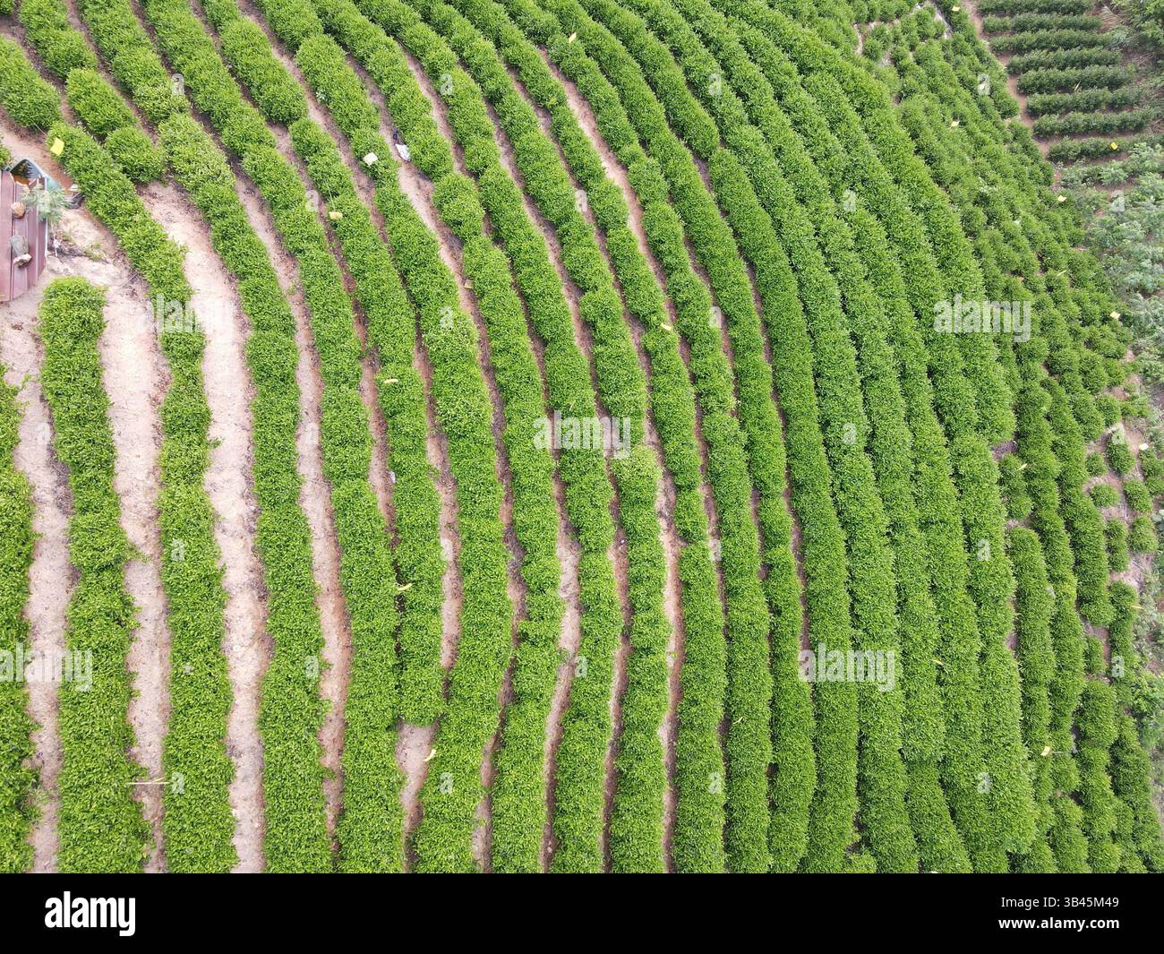 Aerial photo shows the spring scenery of a tea garden in Huangshan City ...
