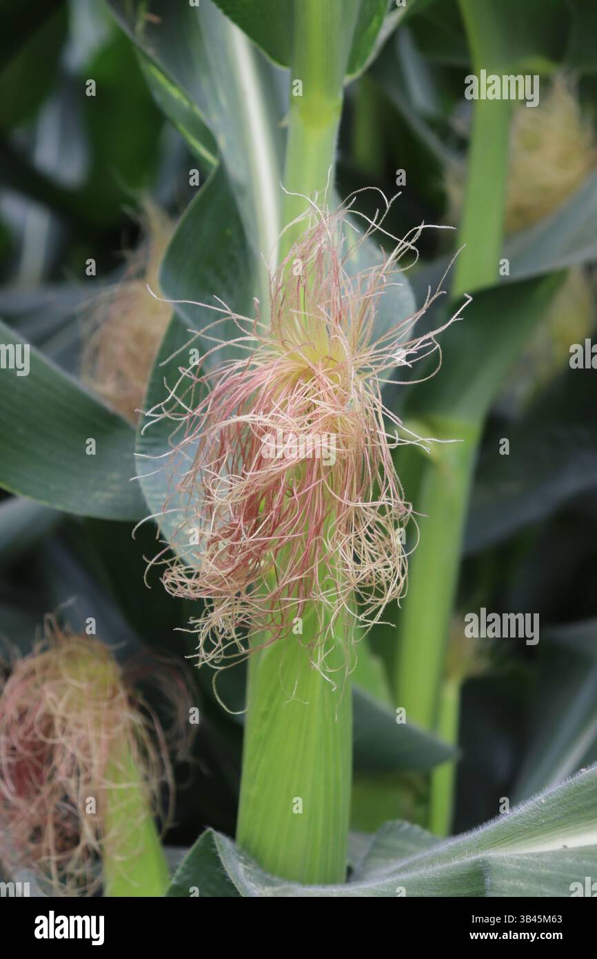 Detailed view showcases corn silks emerging from developing ears on ...