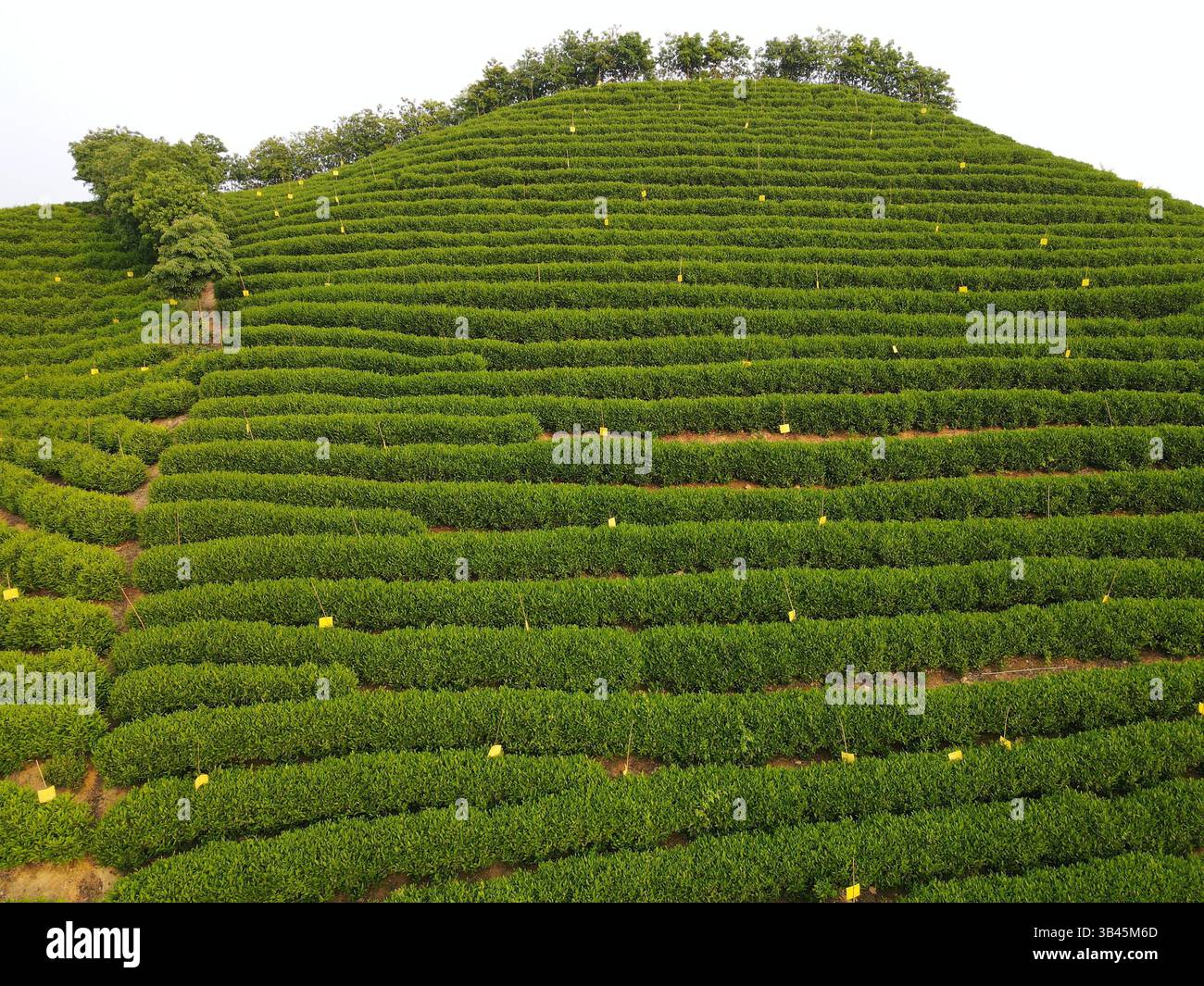 Aerial photo shows the spring scenery of a tea garden in Huangshan City ...