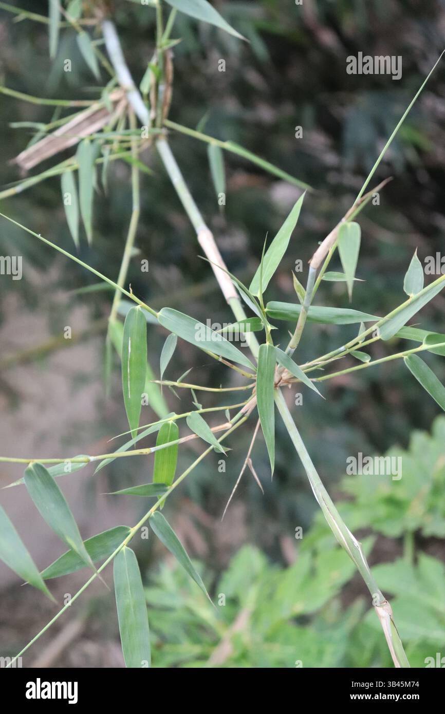 Intricate bamboo plant featuring slender green leaves and stems ...