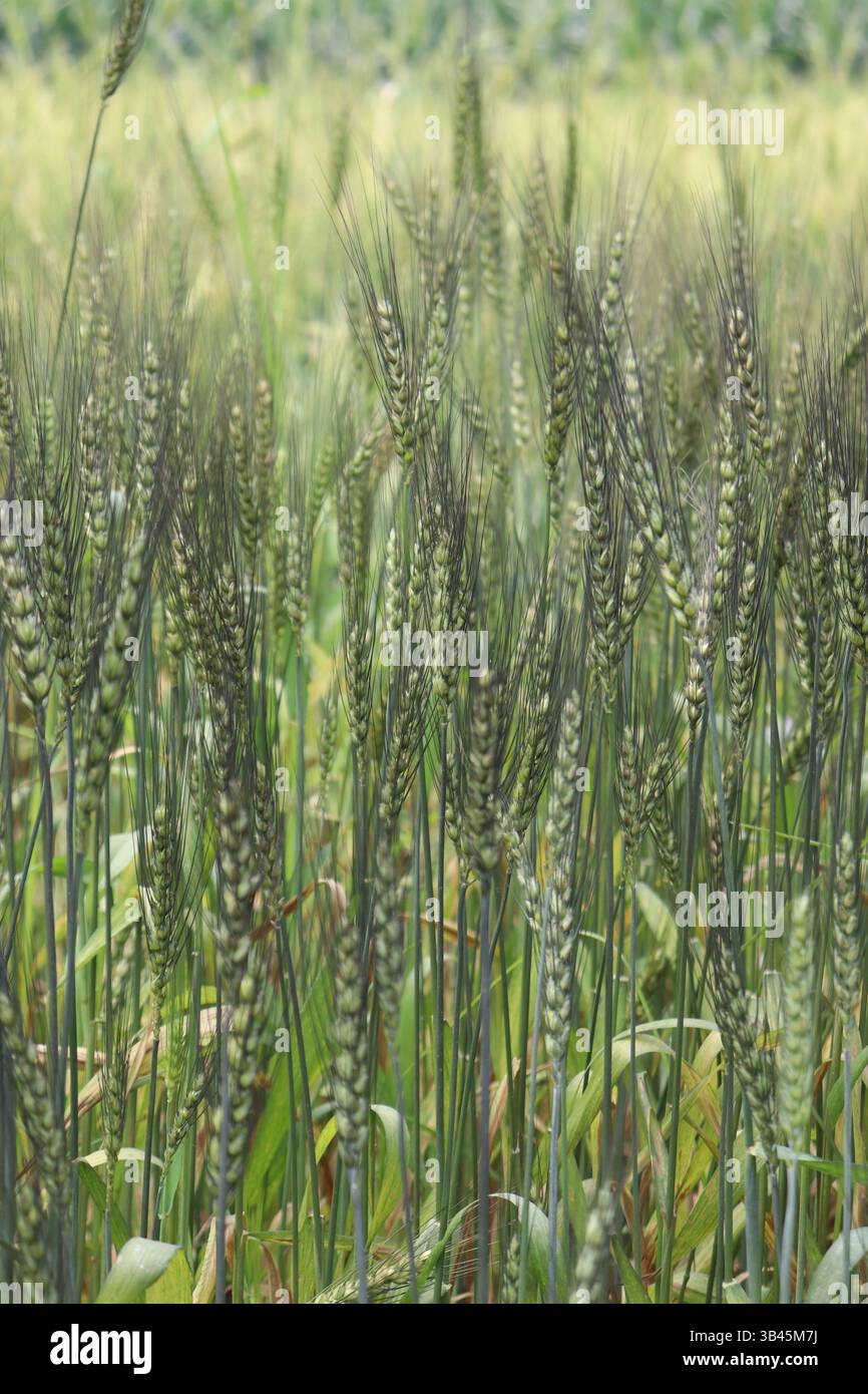 A field of wheat features light green stalks and spikes with ...