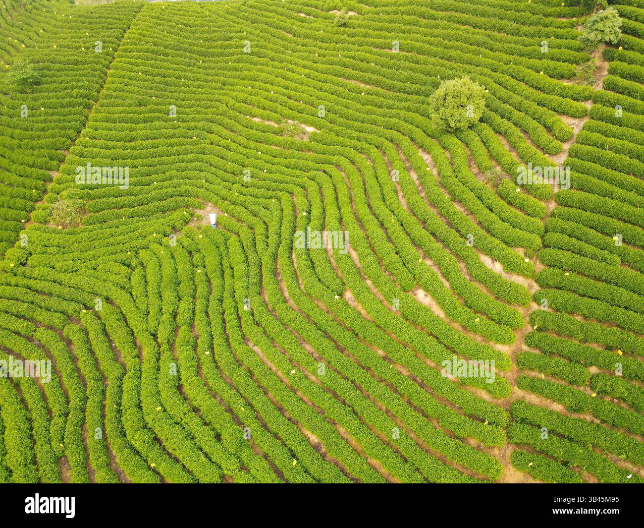 Aerial photo shows the spring scenery of a tea garden in Huangshan City ...